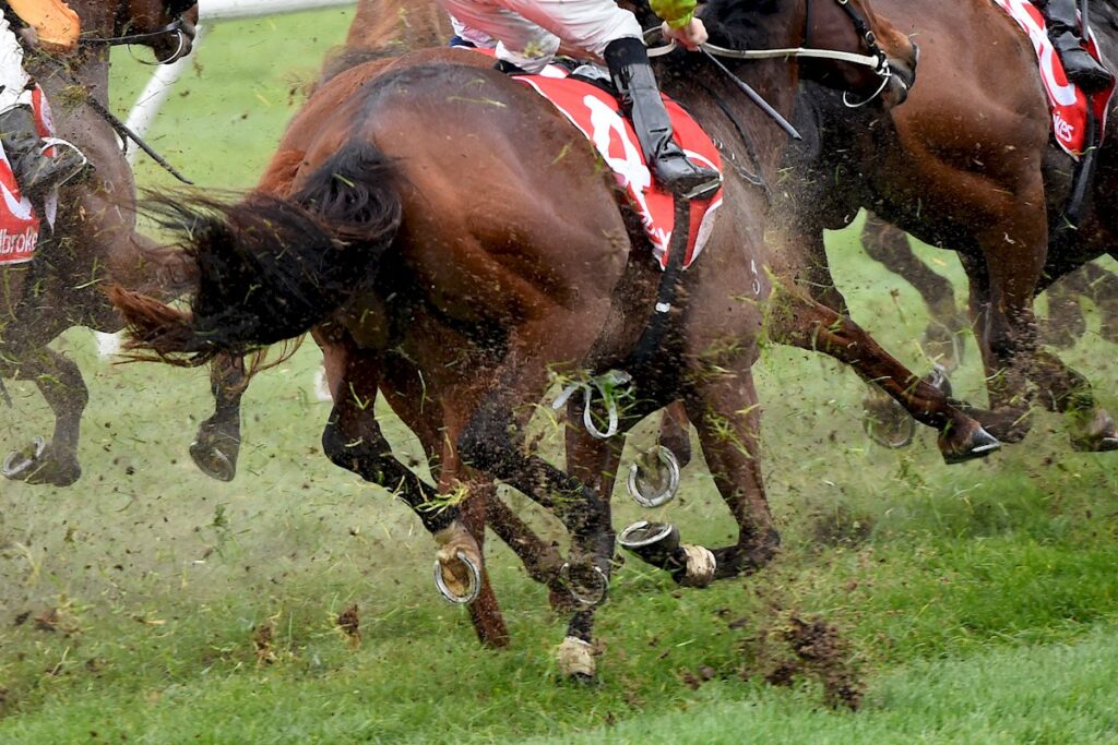 Stewards ask more questions of Hyeronimus - Betsy.com.au