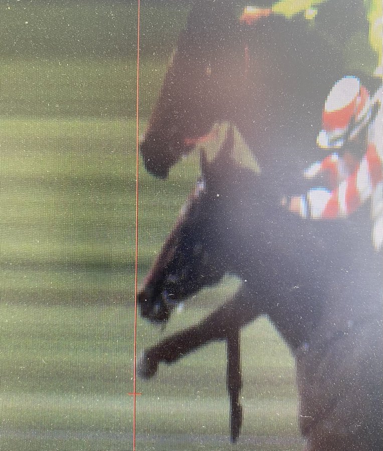 Dead-heat drama leaves everyone perplexed - Betsy.com.au